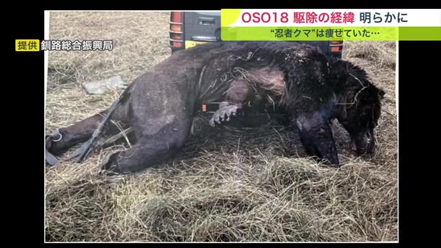 ウシ “66頭” 襲ったヒグマ「OSO18」ついに駆除 人から逃げずハンターが出動 体長2.1m 体重330kg | 北海道ニュース UHB | UHB 北海道文化放送