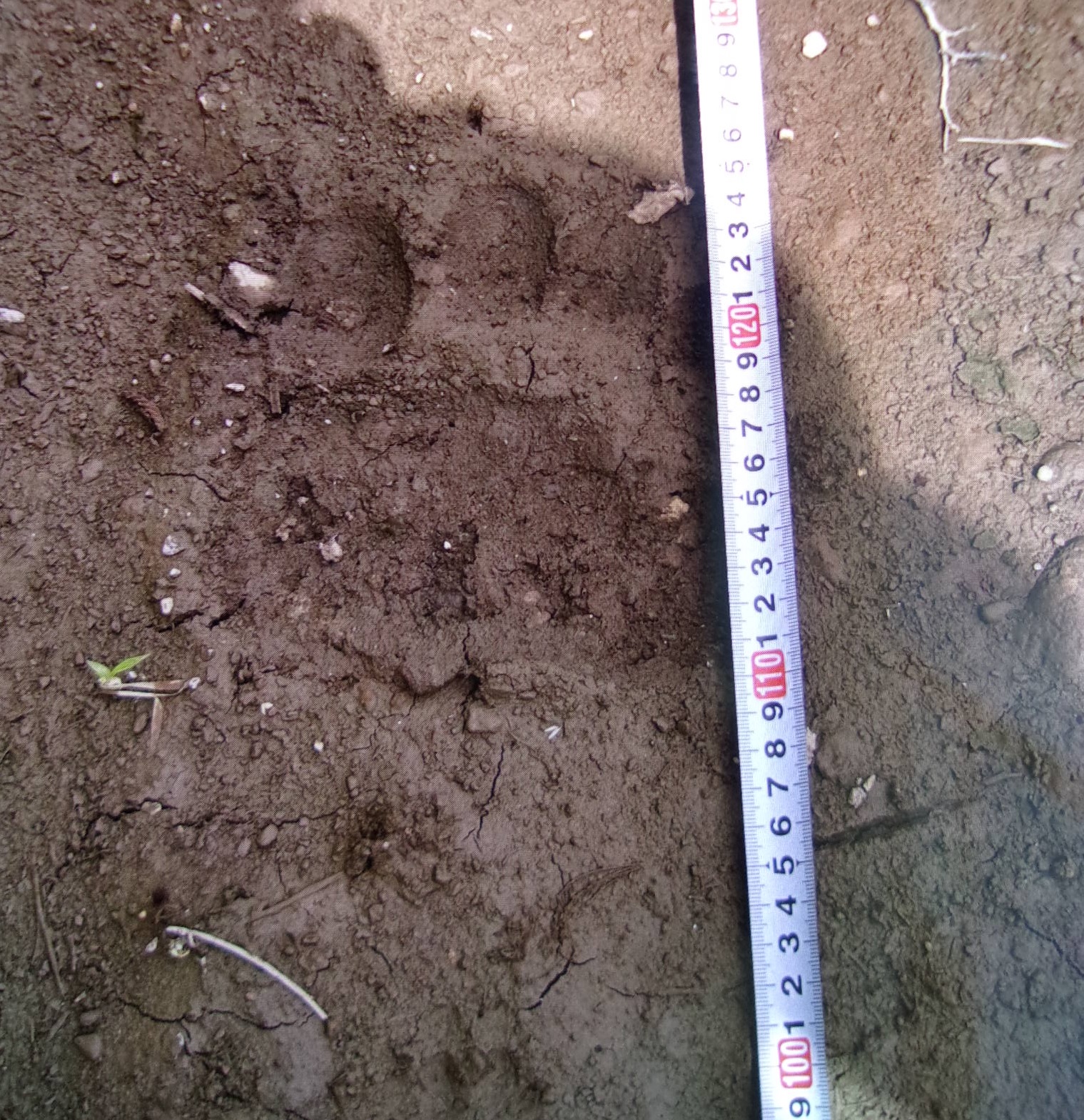 北海道の牧場で「足幅が約15センチ」ヒグマの足跡みつかる…近くにはデントコーンの畑あるも被害なし 付近でクマの目撃相次ぐ
